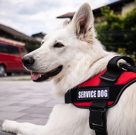 5 reasons why having a service dog can make a difference | HCA South ...